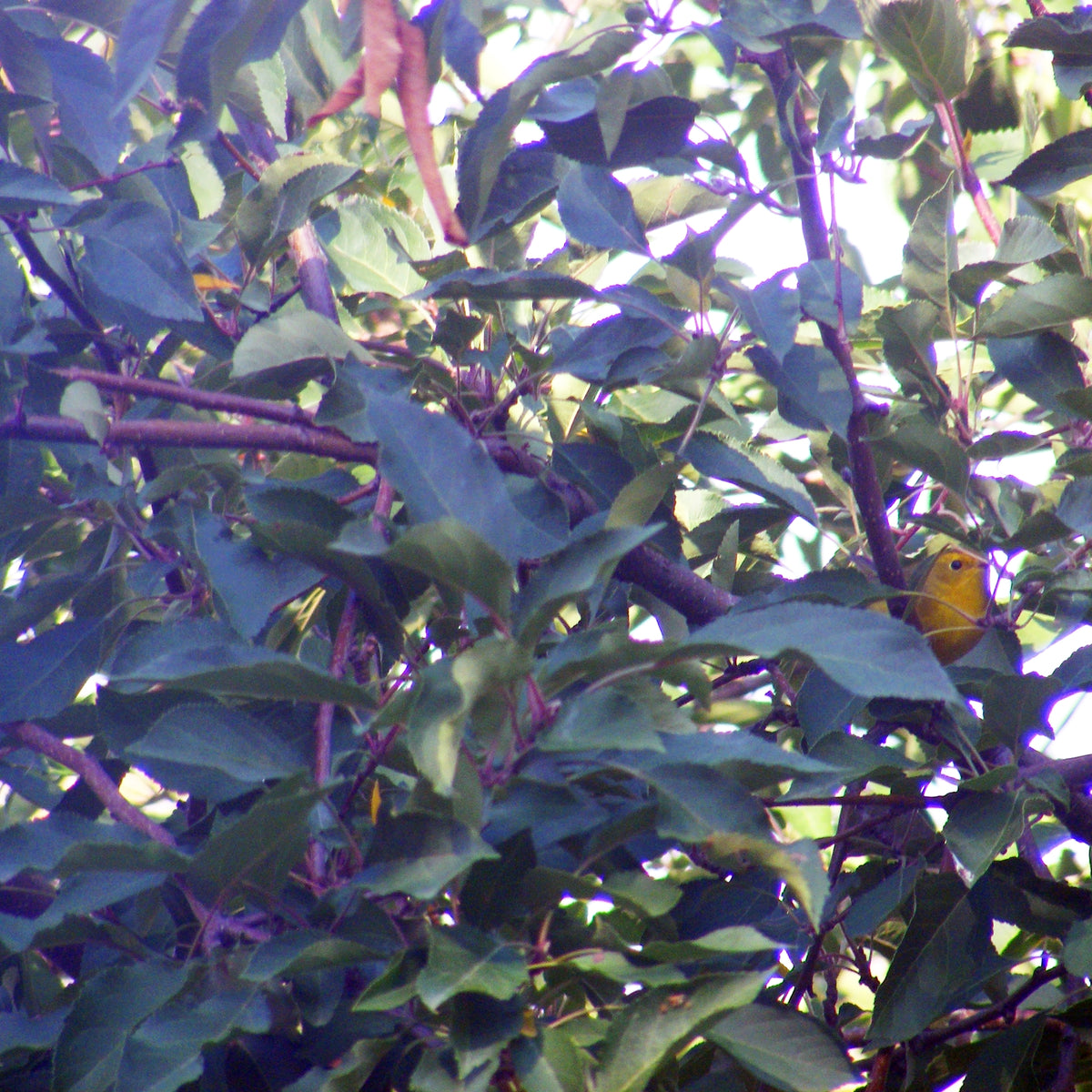 Yellow Bird - 12" x 15" Art Print – Art by Deeling