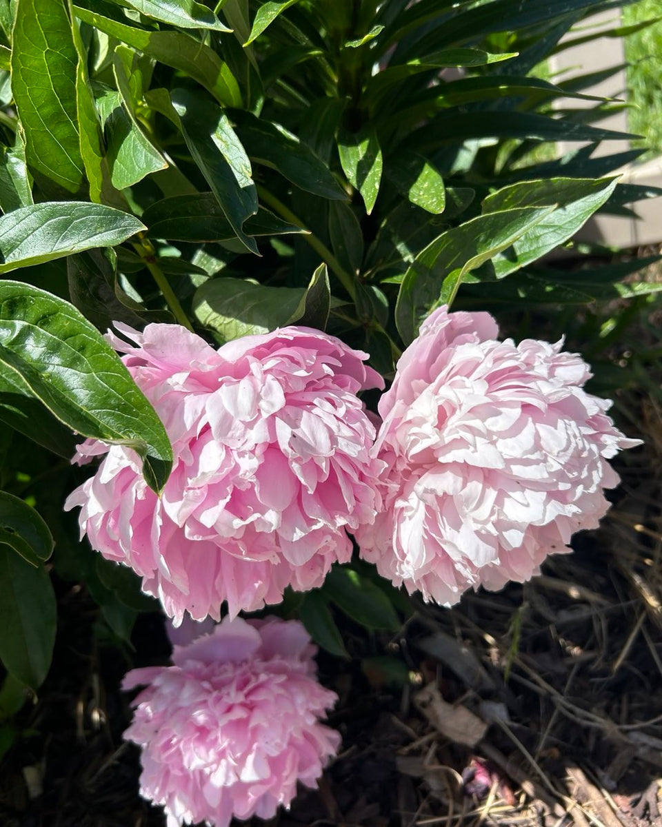 Contact Us – Art by Deeling